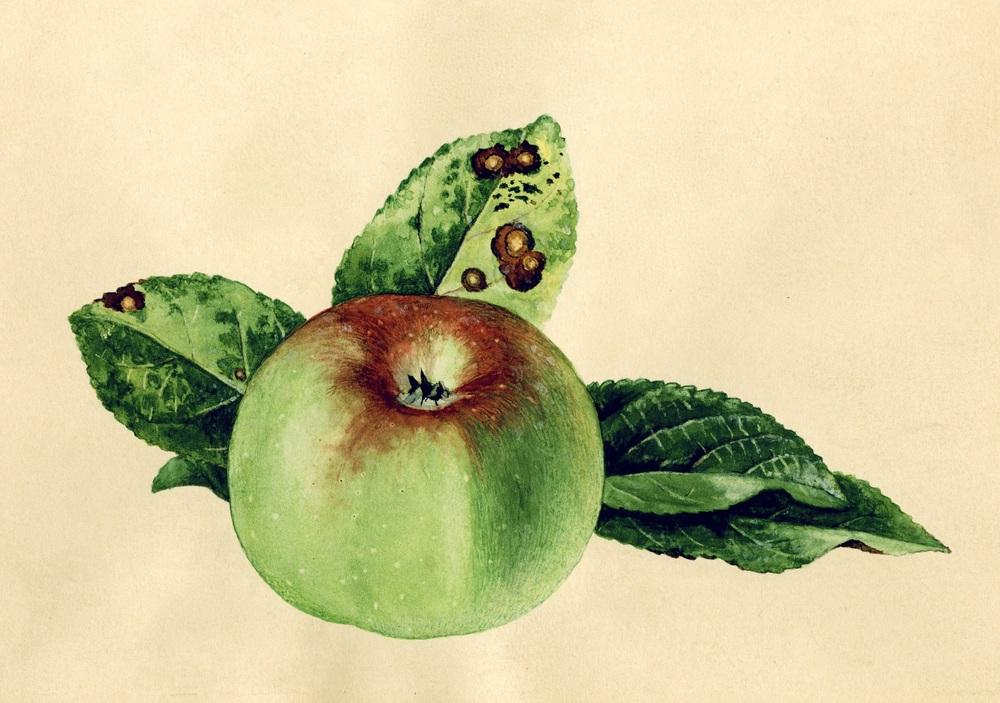 Apple (Malus 'York Imperial') in the Apples Database - Garden.org