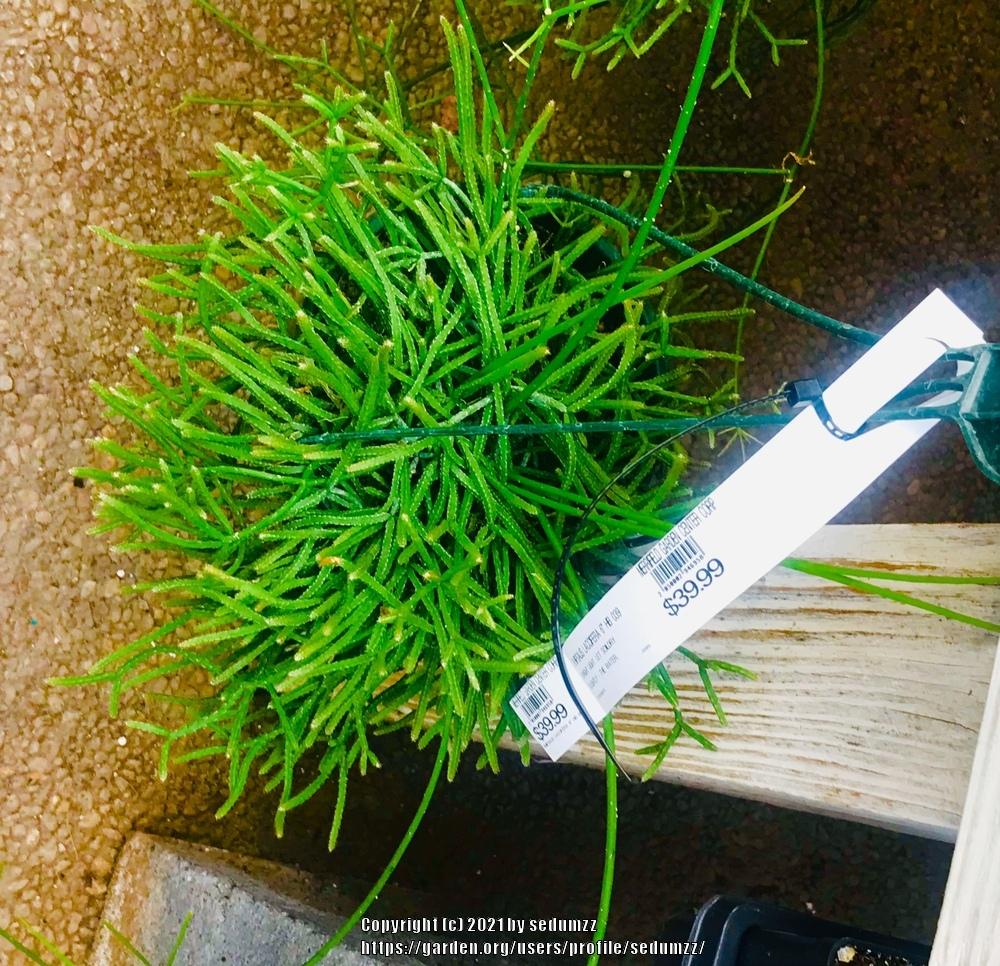Mouse Tail Cactus (Rhipsalis baccifera subsp. horrida) - Garden.org