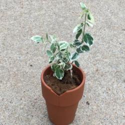 Creeping Fig (Ficus pumila 'Bellus') - Garden.org