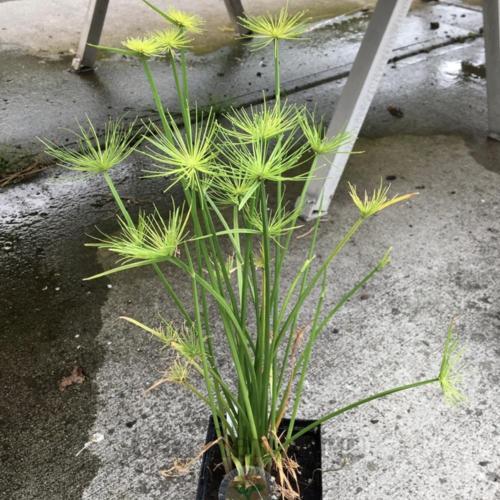 Dwarf Papyrus (Cyperus prolifer 'Cleopatra') - Garden.org