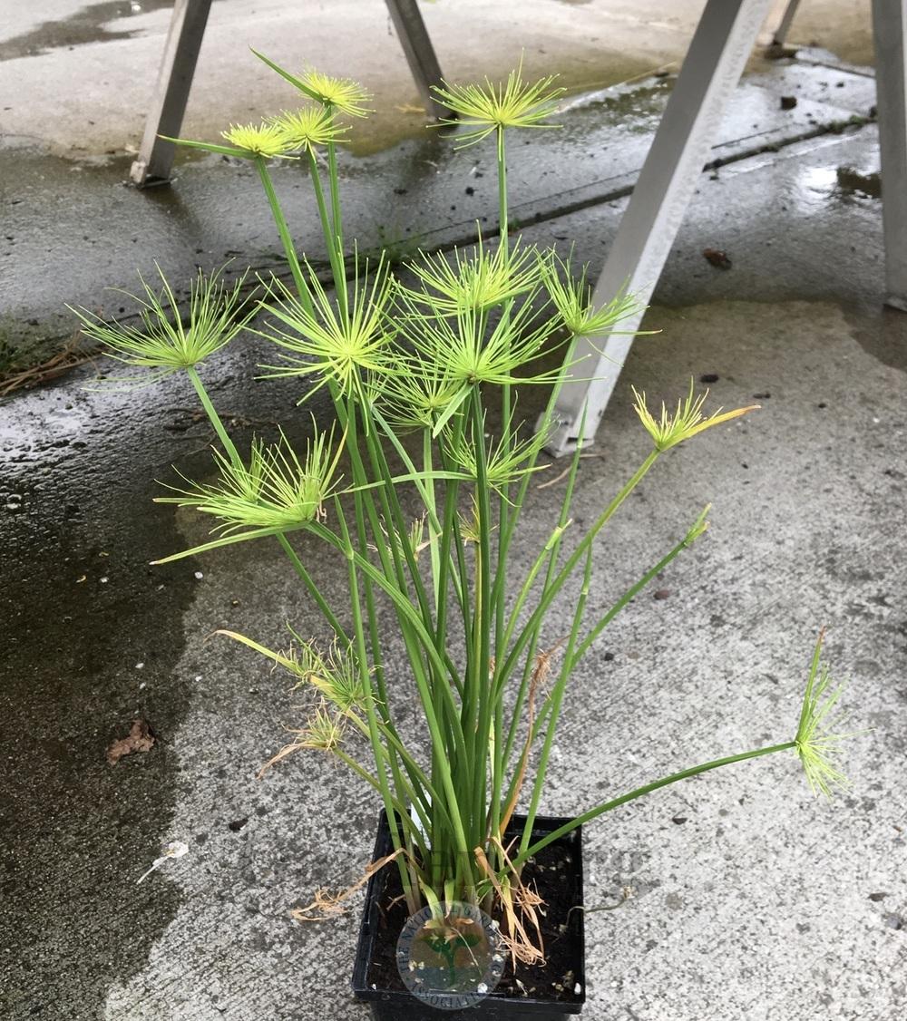 Dwarf Papyrus (Cyperus prolifer 'Cleopatra') - Garden.org