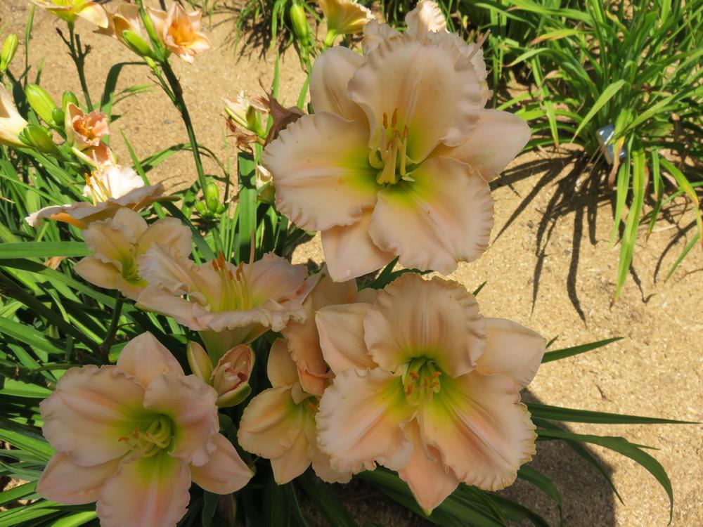 Photo of the bloom of Daylily (Hemerocallis 'Brookwood Pink Pinnacle ...