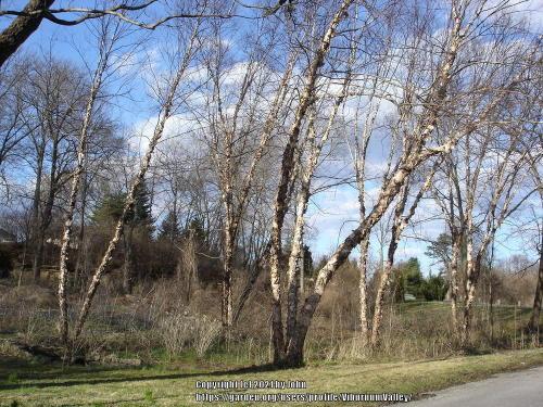 Clump birch - had some early die off, getting better? in the Trees and ...