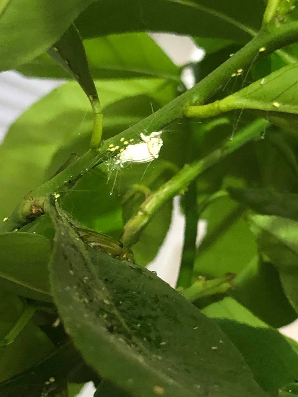 What are these bugs on my lemon tree ? in the Ask a Question forum ...