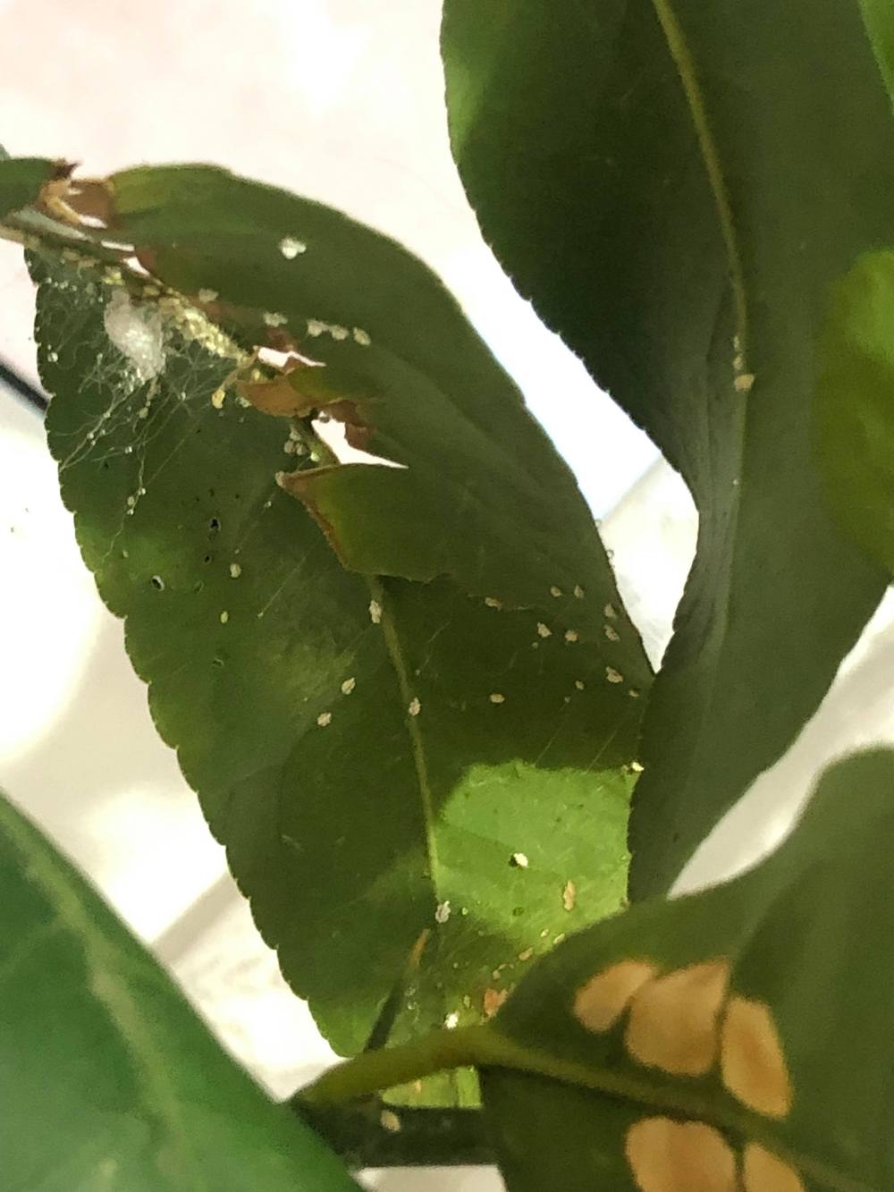 What are these bugs on my lemon tree ? in the Ask a Question forum ...
