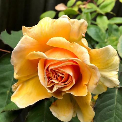 Rose (Rosa 'Lucille Ball') in the Roses Database - Garden.org