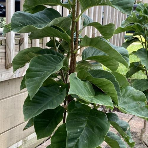 Magnolia 'Sun Sprite' in the Magnolias Database - Garden.org