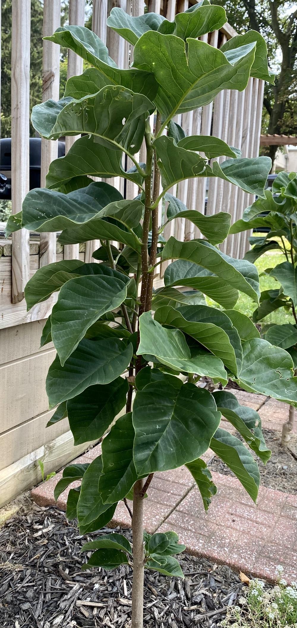 Magnolia 'Sun Sprite' in the Magnolias Database - Garden.org