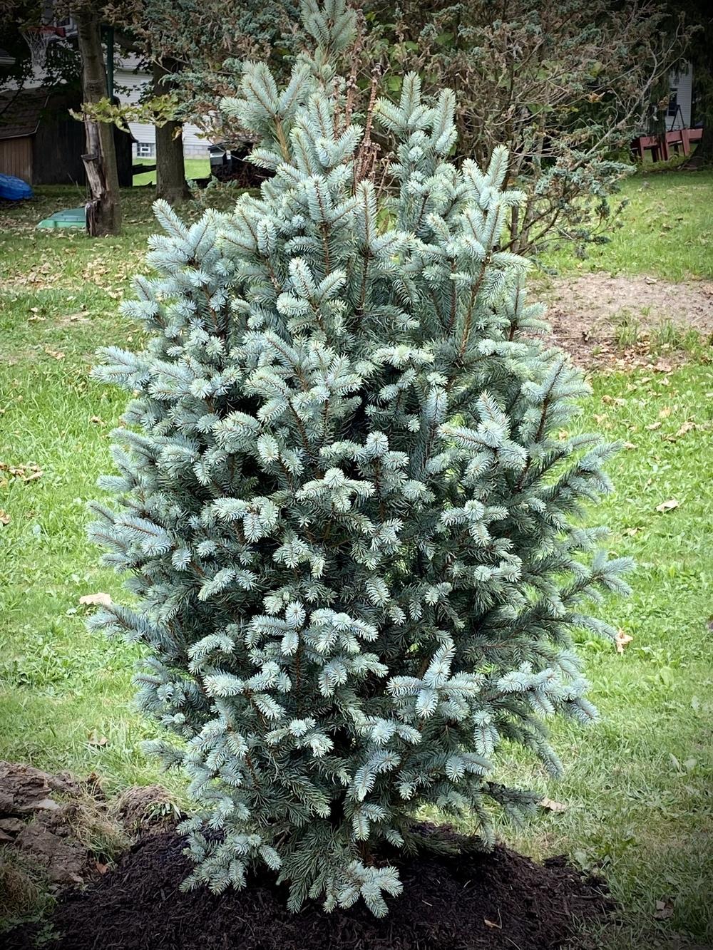 Blue Spruce (Picea pungens 'Blue Totem') in the Spruces Database ...