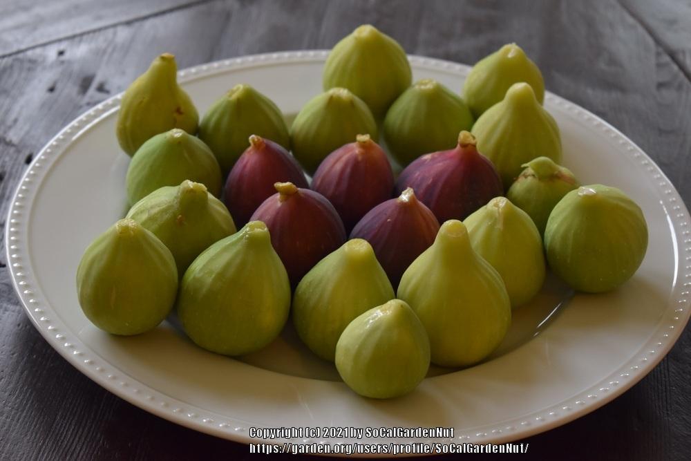 Figs: Plant Care and Collection of Varieties - Garden.org