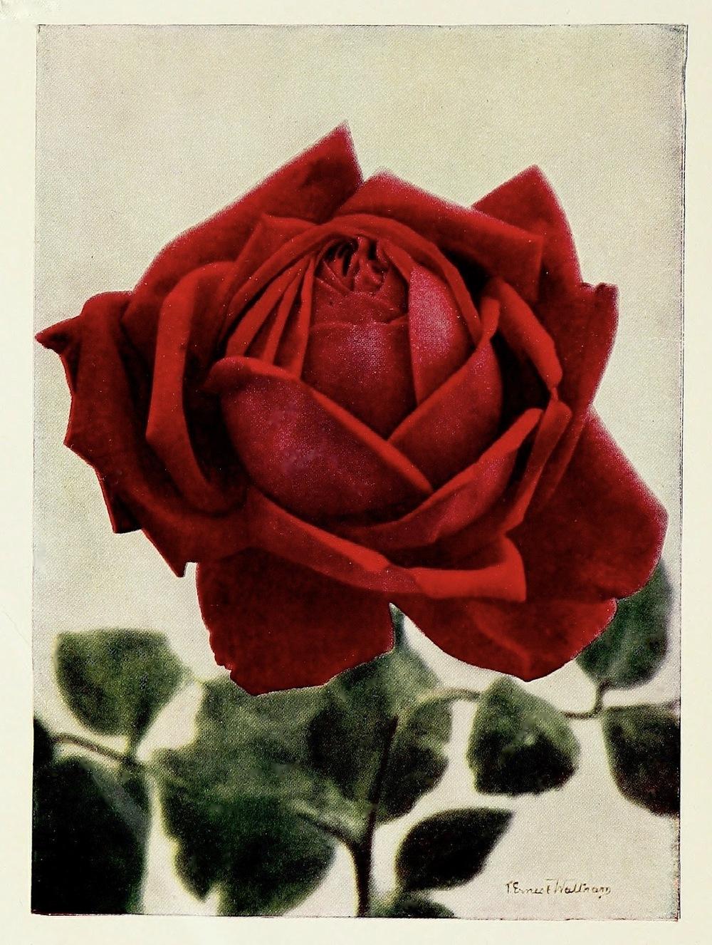 Rose (Rosa 'Hugh Dickson') in the Roses Database - Garden.org