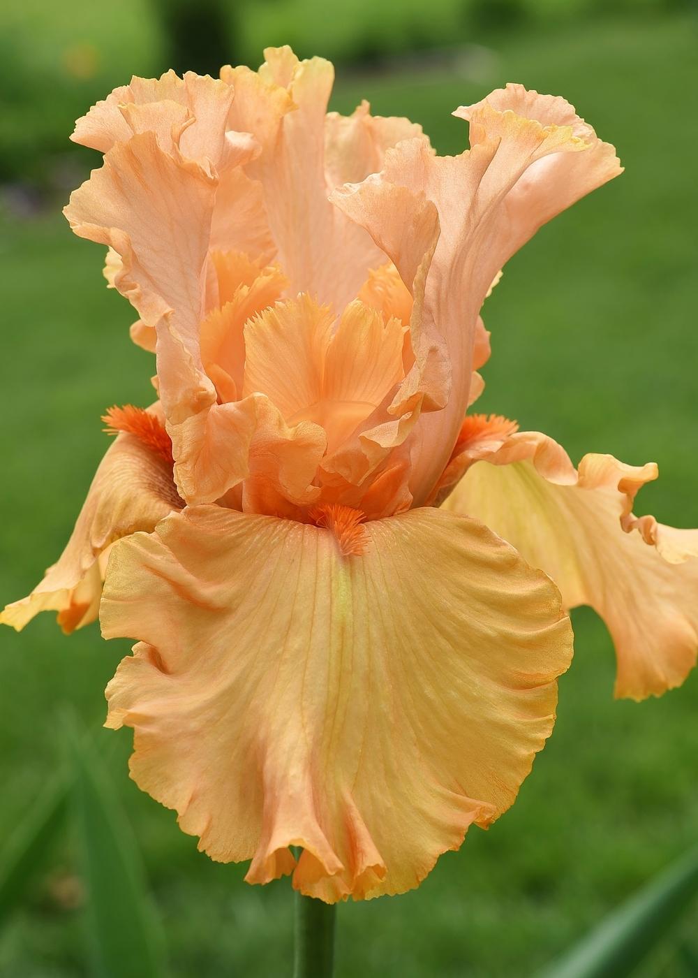 Photo of the bloom of Tall Bearded Iris (Iris 'Autumn Riesling') posted ...