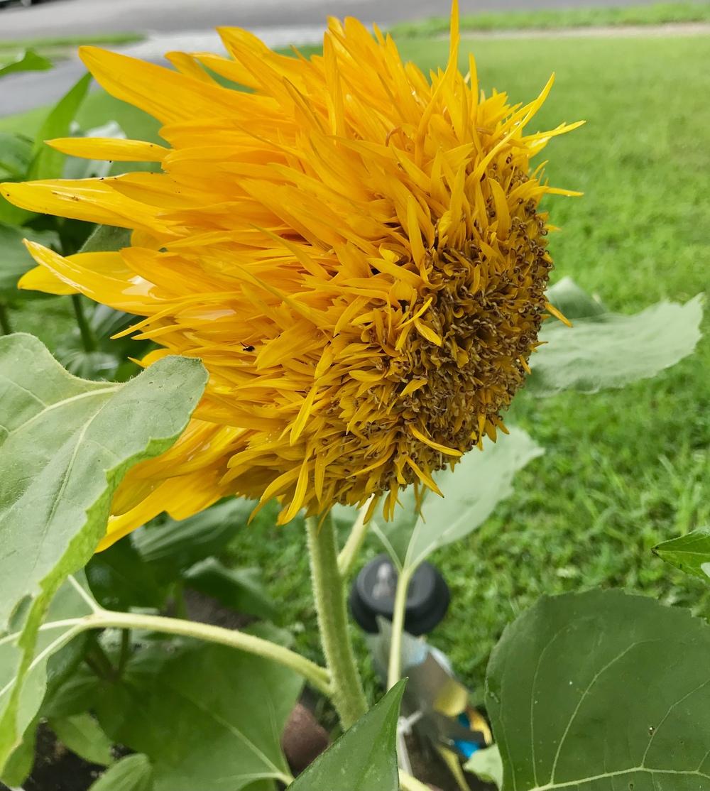 Sunflower (Helianthus annuus 'Giant Sungold') in the Sunflowers ...