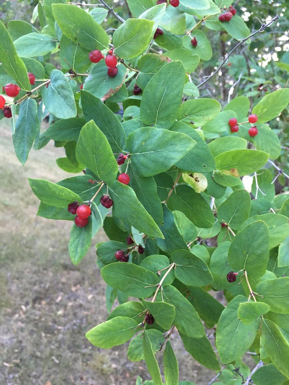 Berry tree identification in the Plant ID forum - Garden.org