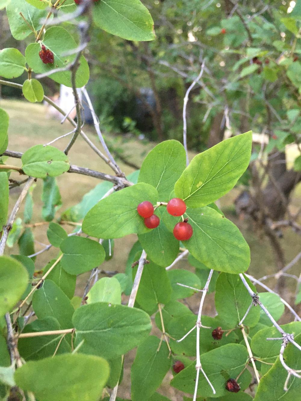 Berry tree identification in the Plant ID forum - Garden.org