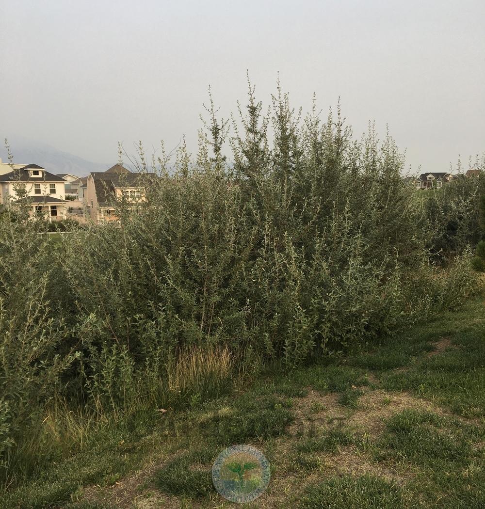 Photo of the entire plant of Silver Buffaloberry (Shepherdia argentea ...