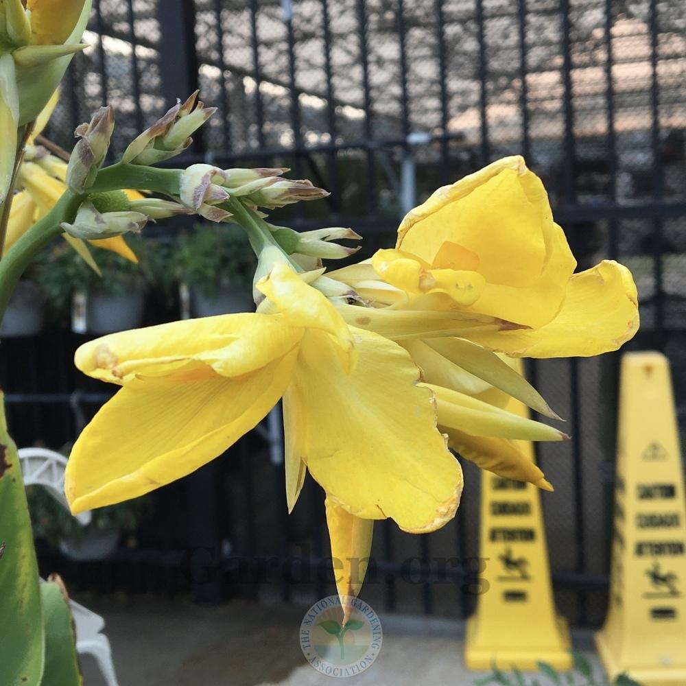 Canna Sunscape™ Lemon Drop in the Cannas Database - Garden.org