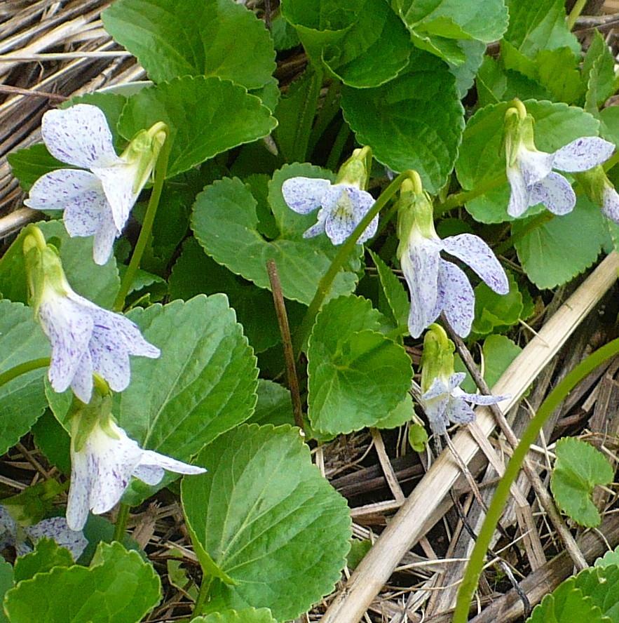 Sister Violet (Viola sororia 'Freckles') in the Violas Database ...