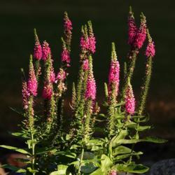 Speedwell (Veronica longifolia Vernique™ Rose) in the Veronicas ...