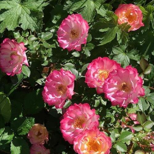 Rose (Rosa 'Rainbow Happy Trails') in the Roses Database - Garden.org