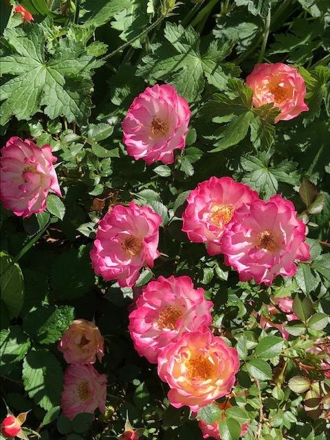 Rose (Rosa 'Rainbow Happy Trails') in the Roses Database - Garden.org