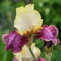 Tall Bearded Iris (Iris 'Payback Time') in the Irises Database - Garden.org