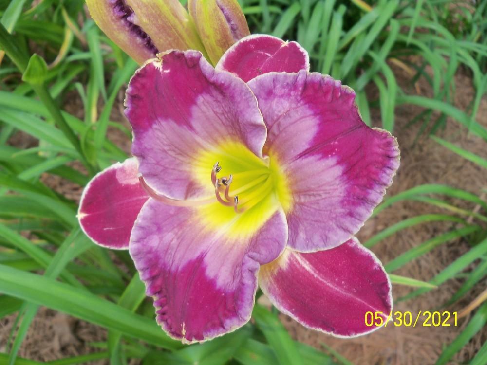 Photo of the bloom of Daylily (Hemerocallis 'Vanishing Mist') posted by ...