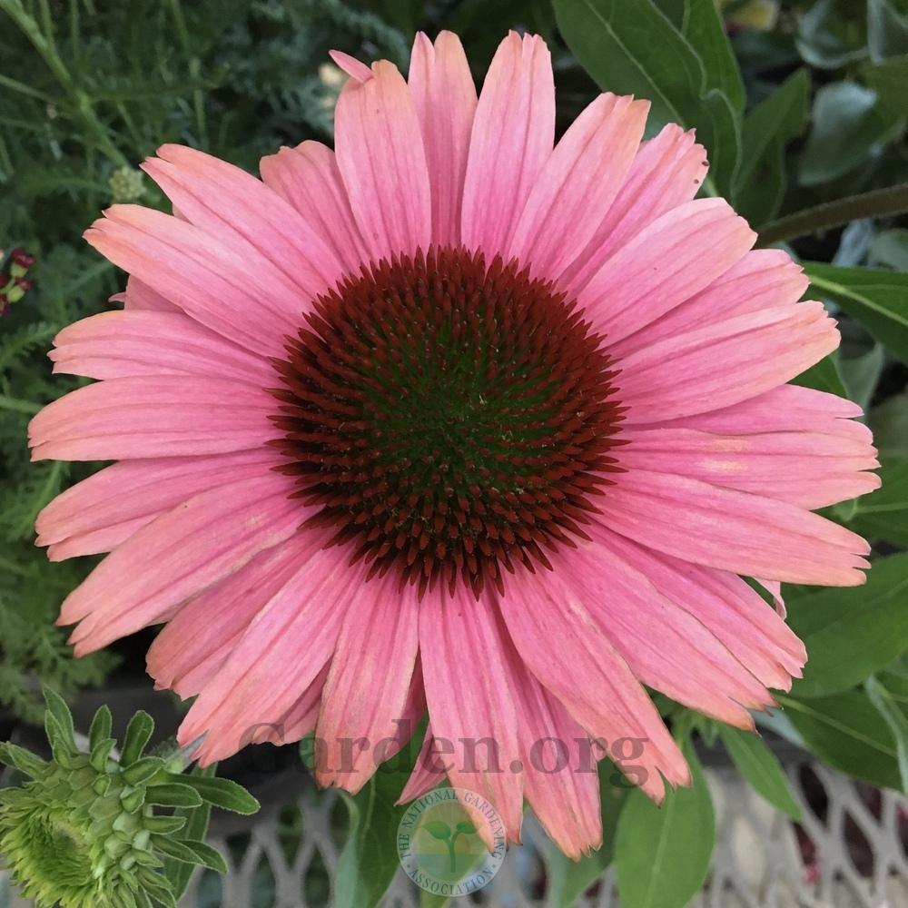 Coneflower (Echinacea SunSeekers® Rainbow) in the Coneflowers Database ...