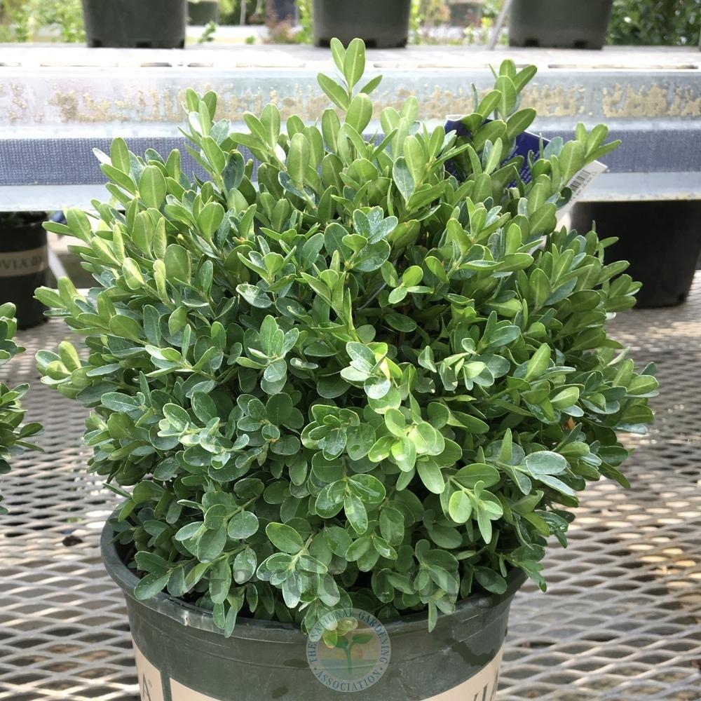 Common Boxwood (Buxus sempervirens Petite Pillar™) - Garden.org