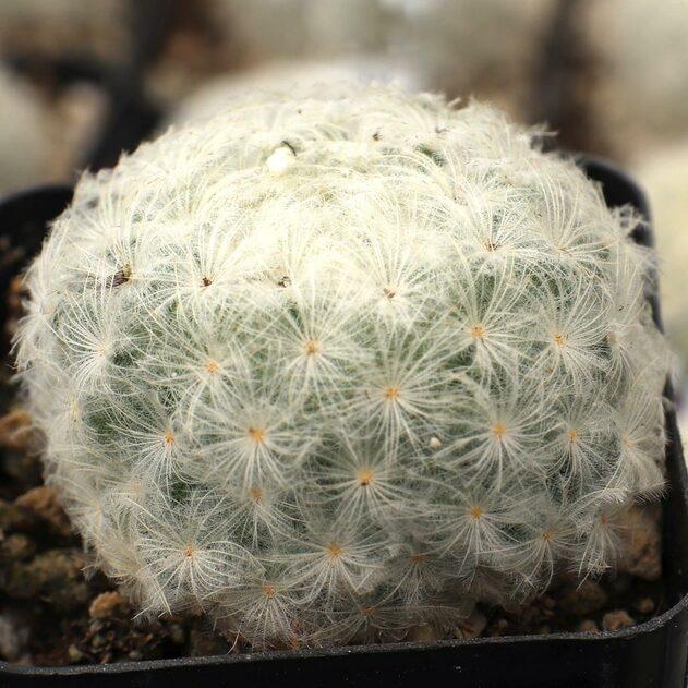 Photo of the entire plant of Feather Cactus (Mammillaria plumosa ...