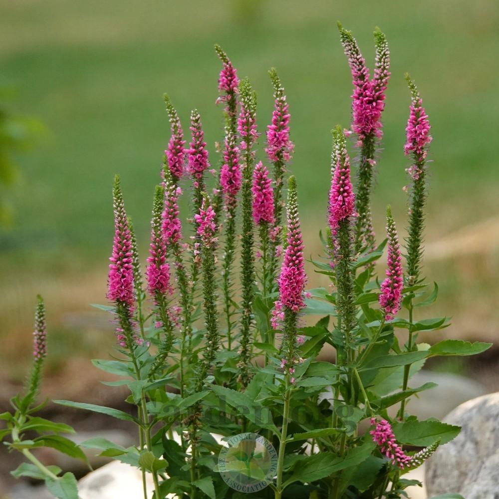 Speedwell (Veronica longifolia Vernique™ Rose) in the Veronicas ...