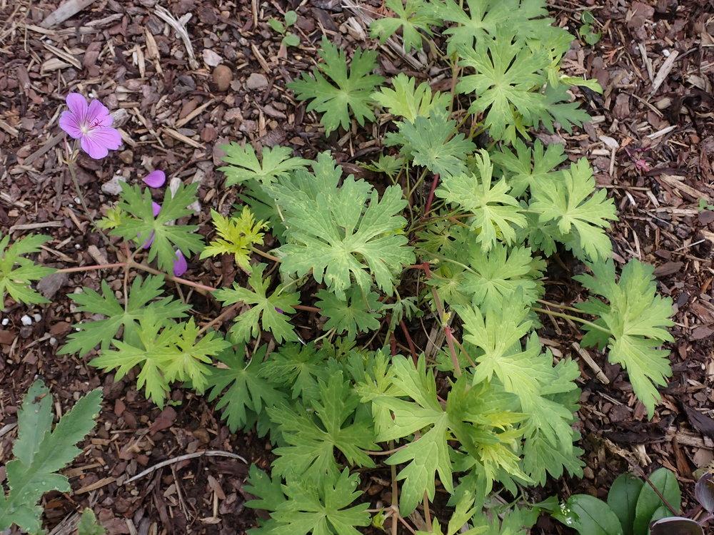 Hardy Geranium (Geranium Blue Sunrise) in the Geraniums Database ...