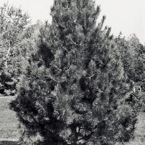 European Black Pine (Pinus nigra 'Pyramidalis') - Garden.org