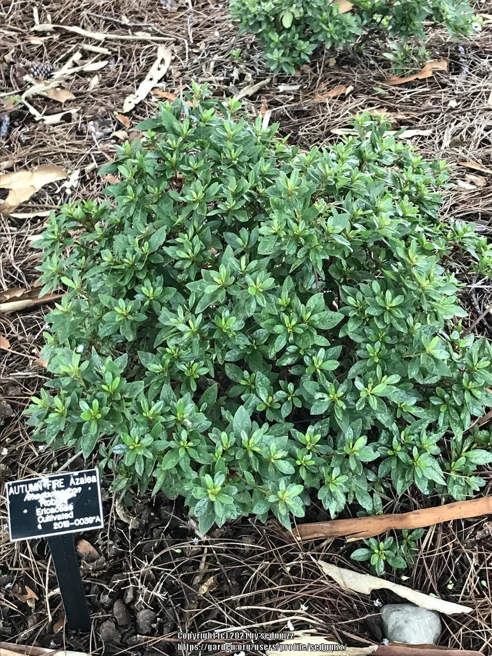 Azalea (Rhododendron Encore® Autumn Fire™) in the Rhododendrons ...