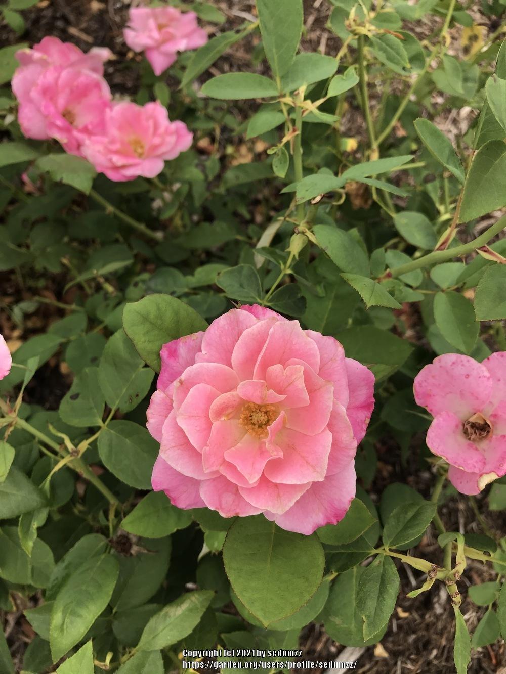 Rose (Rosa 'Simplicity') in the Roses Database - Garden.org