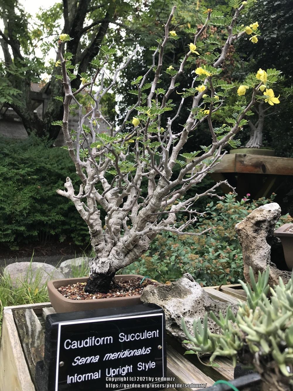 Taraby Plant (Senna meridionalis) - Garden.org