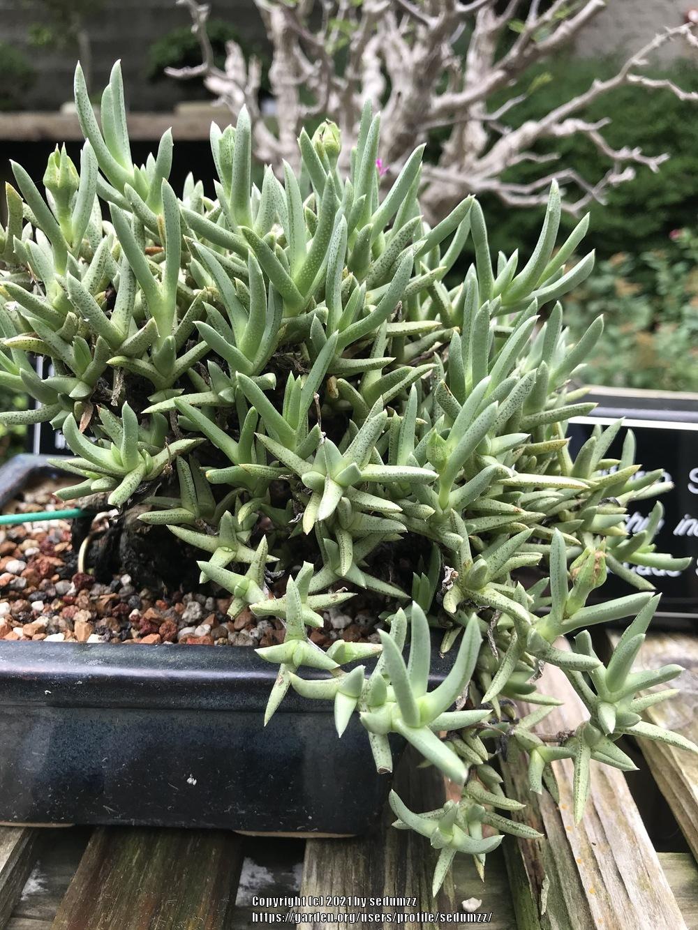 Ruschia indurata - Garden.org