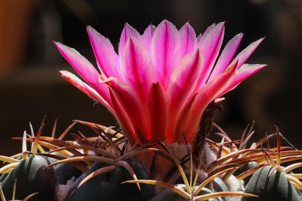 Elephant's Tooth (Coryphantha elephantidens) - Garden.org