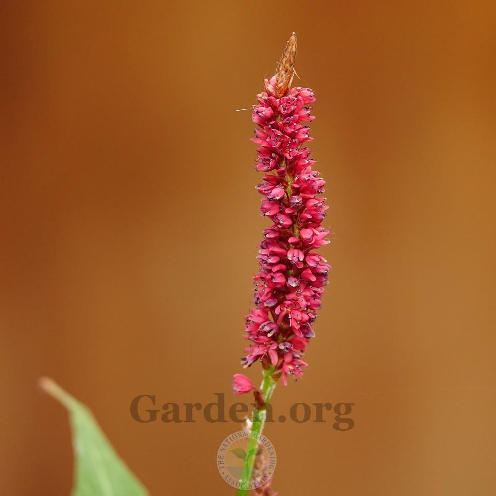 Photo of the bloom of Mountain Fleece (Bistorta amplexicaulis 'Firetail ...