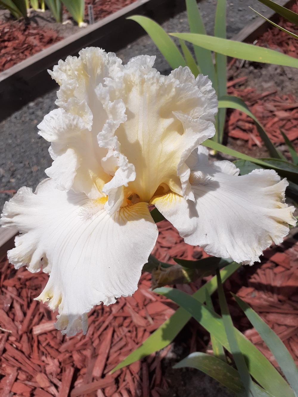 Tall Bearded Iris (Iris 'Top Cream') in the Irises Database - Garden.org