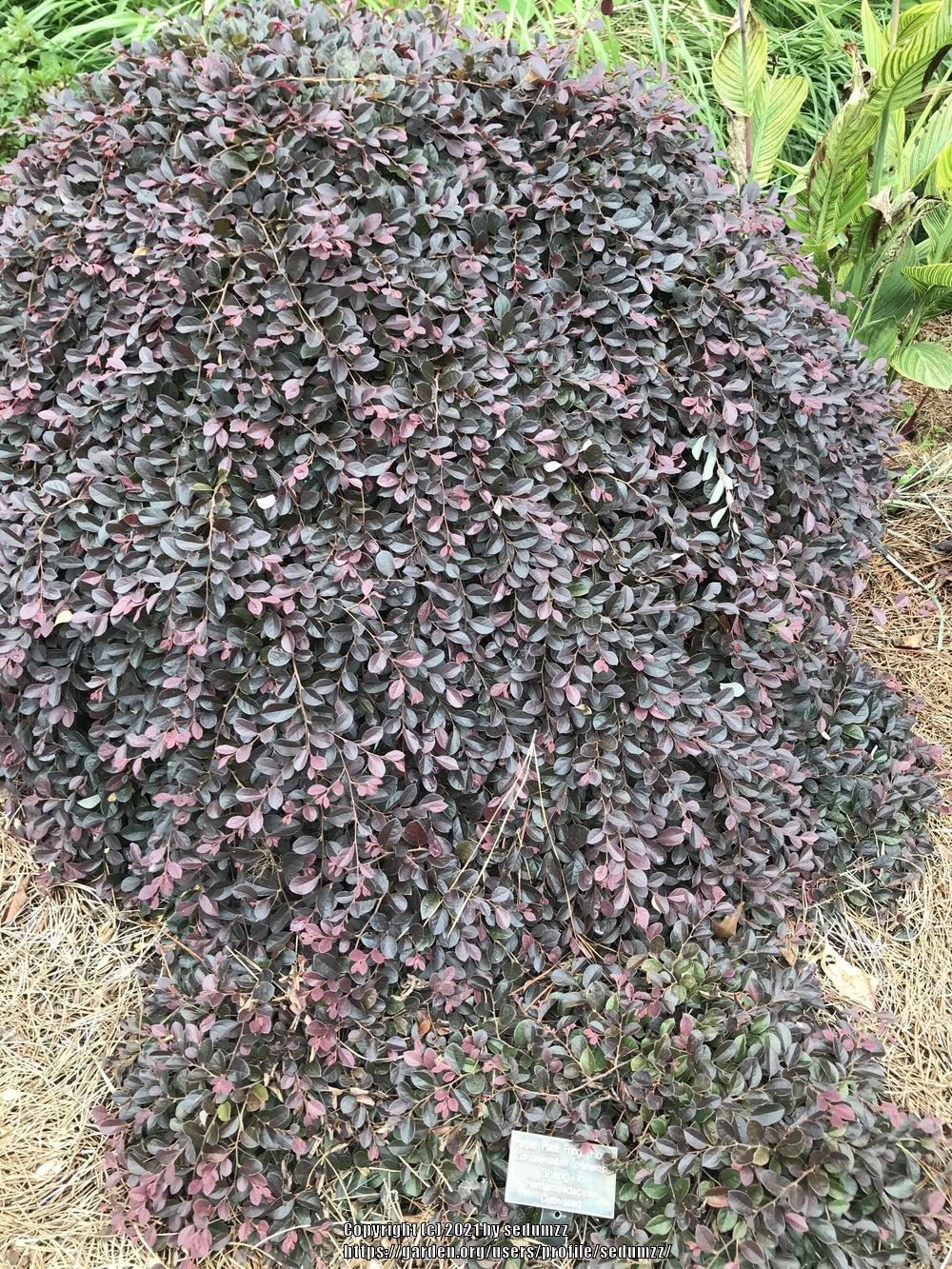 Dwarf Weeping Loropetalum (Loropetalum chinense Purple Pixie®) - Garden.org
