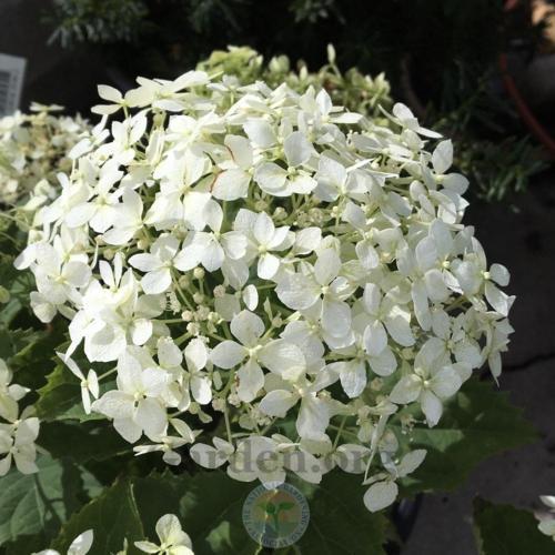 Smooth Hydrangea (Hydrangea arborescens Invincibelle® Limetta™) in the ...