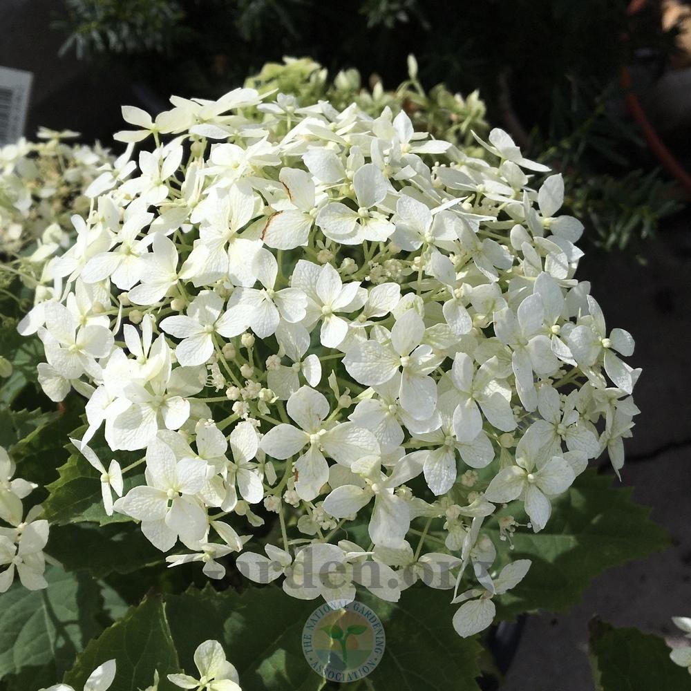 Photo of the bloom of Smooth Hydrangea (Hydrangea arborescens ...
