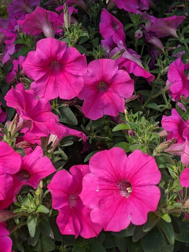 Photo of the bloom of Petunia DuraBloom™ Hot Pink posted by Joy ...