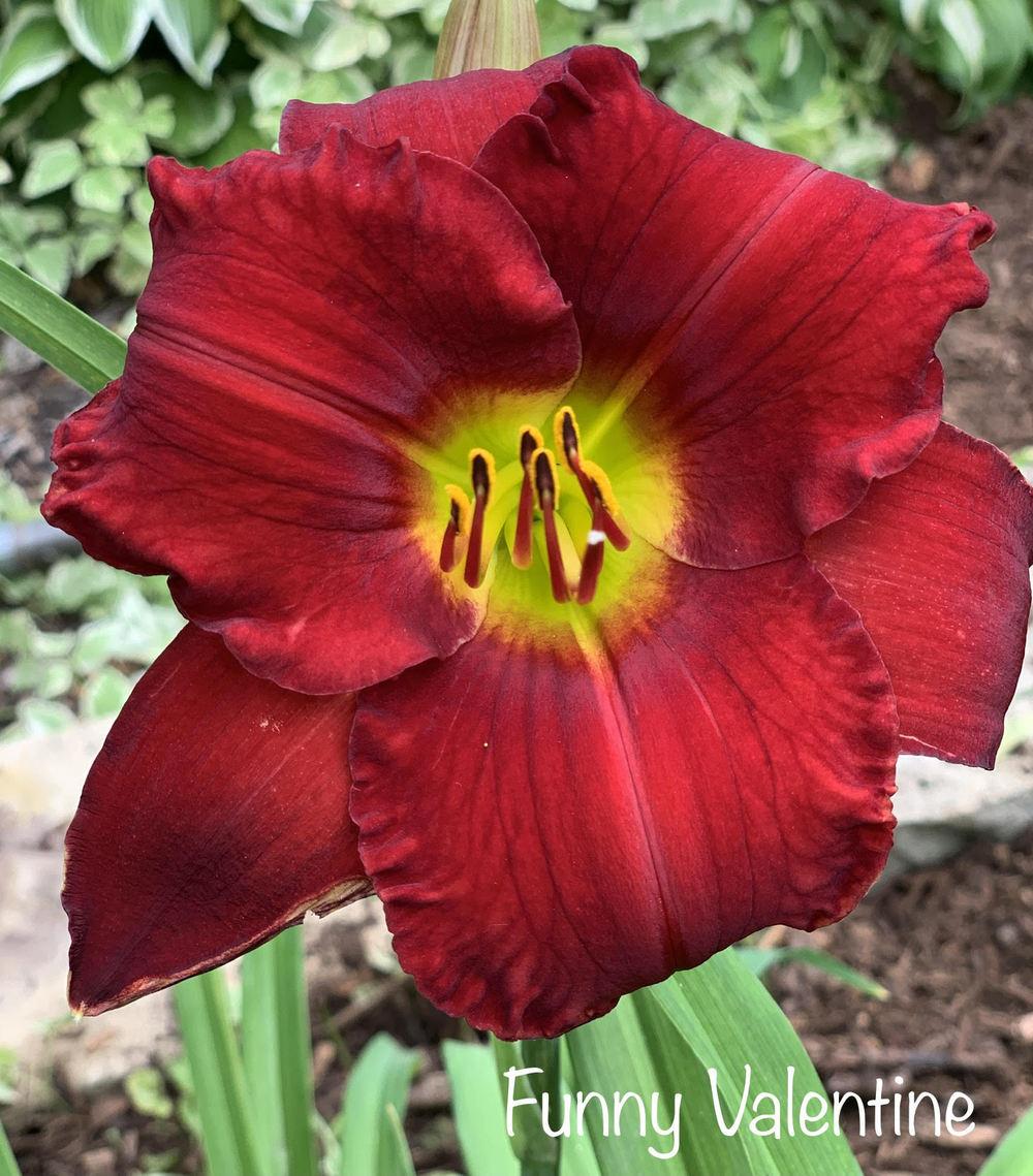 Daylily (Hemerocallis 'Funny Valentine') in the Daylilies Database ...