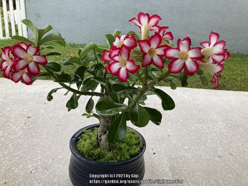 Adeniums: Plant Care and Collection of Varieties - Garden.org