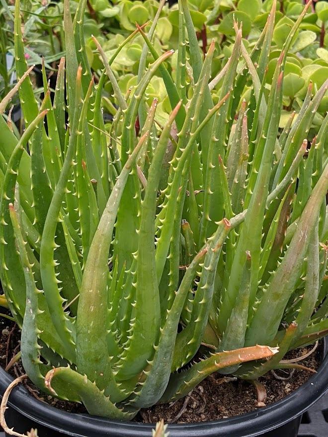 Aloe Spineless Hedgehog™ in the Aloes Database - Garden.org