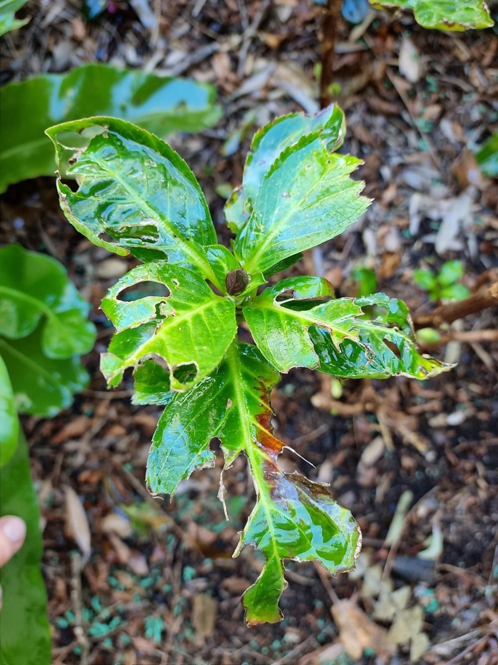 HELP! Identifying hydrangea pests in the Pests and Diseases forum ...
