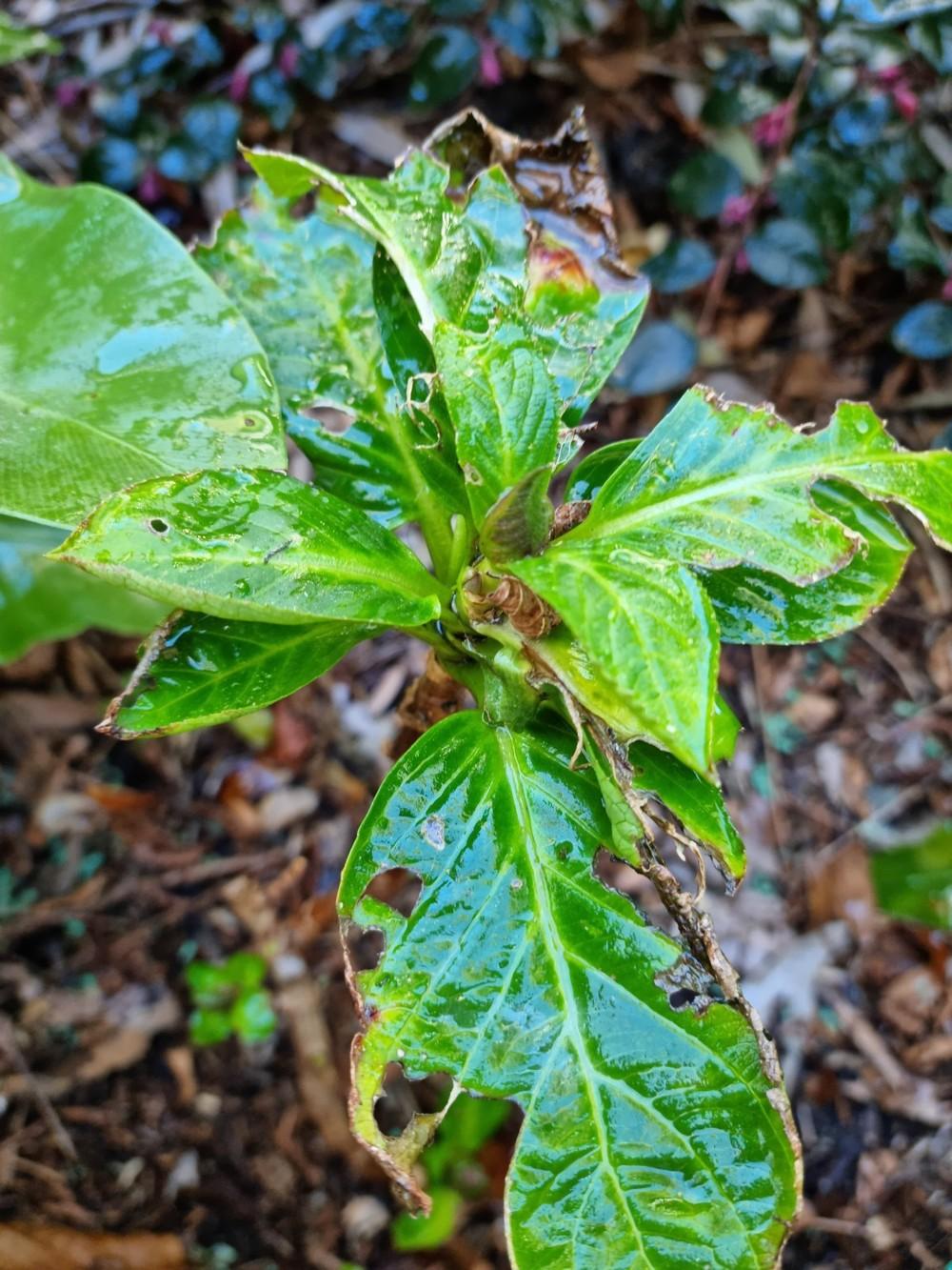 HELP! Identifying hydrangea pests in the Pests and Diseases forum ...