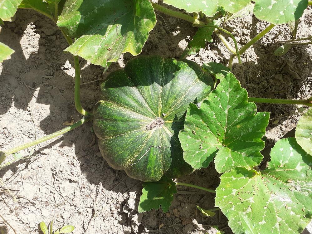 Pumpkin ID in the Plant ID forum - Garden.org
